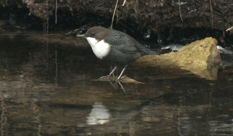 В гатчинский парк прилетел краснокнижный воробей | Вечёрка